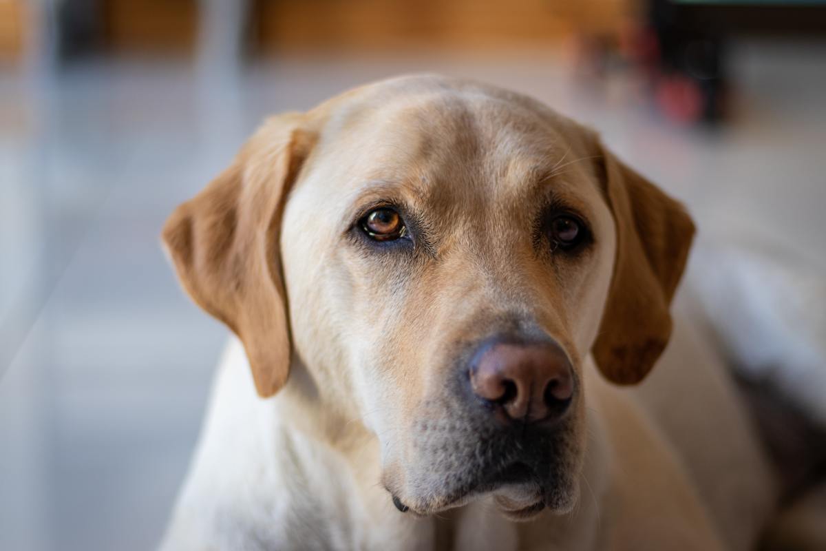 Video of Yellow Labrador Walking Through Airport Security Like a Boss ...