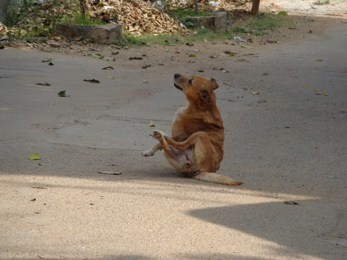 6 Common Reasons Your Dog Scratches All the Time - PetHelpful