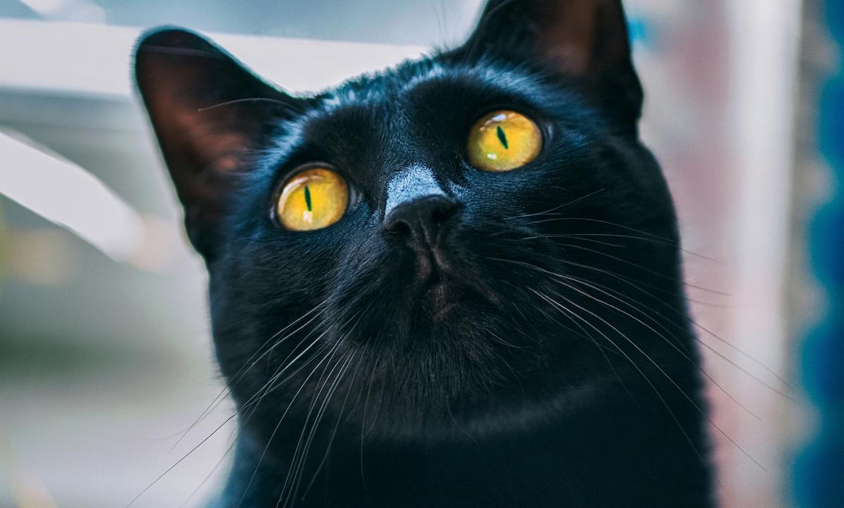 Cat Cleverly Outsmarts the Automatic Feeder in Video We Can't Help but ...