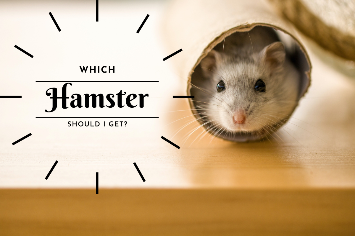 Which Hamster Should I Get? - PetHelpful