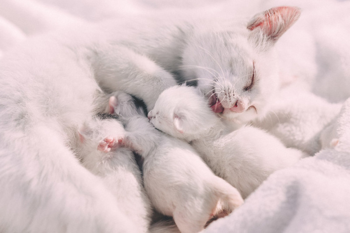 The Best Methods of Birth Control for Your Cat - PetHelpful