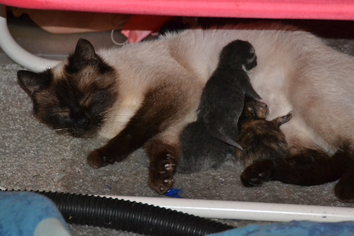 The Best Methods of Birth Control for Your Cat - PetHelpful