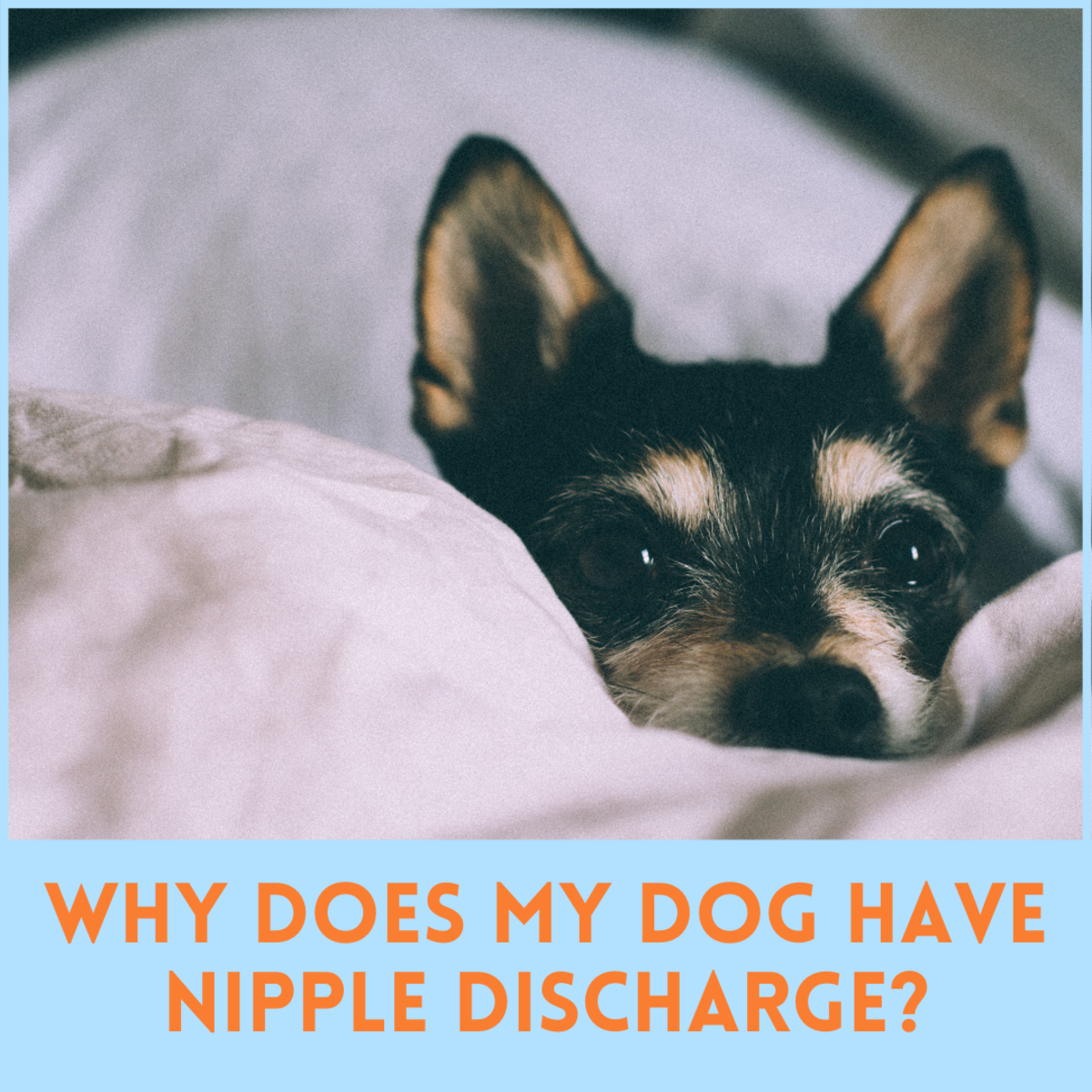 5 Potential Causes of Nipple Discharge in Dogs - PetHelpful
