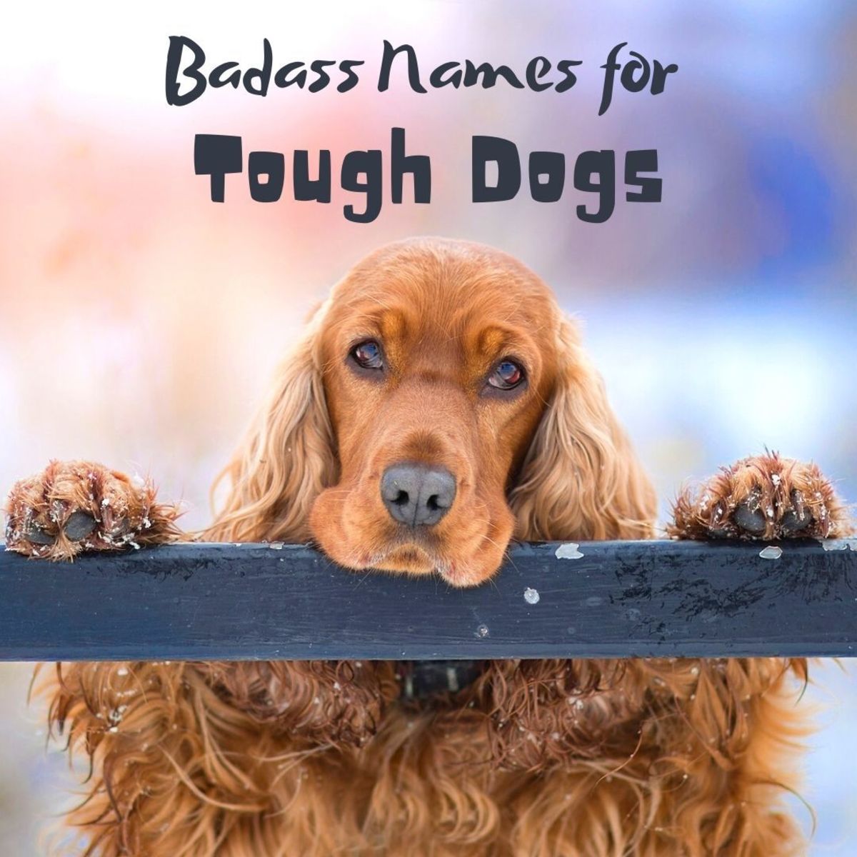 90+ Tough and Badass Dog Names: Outlaws and Gangsters - PetHelpful