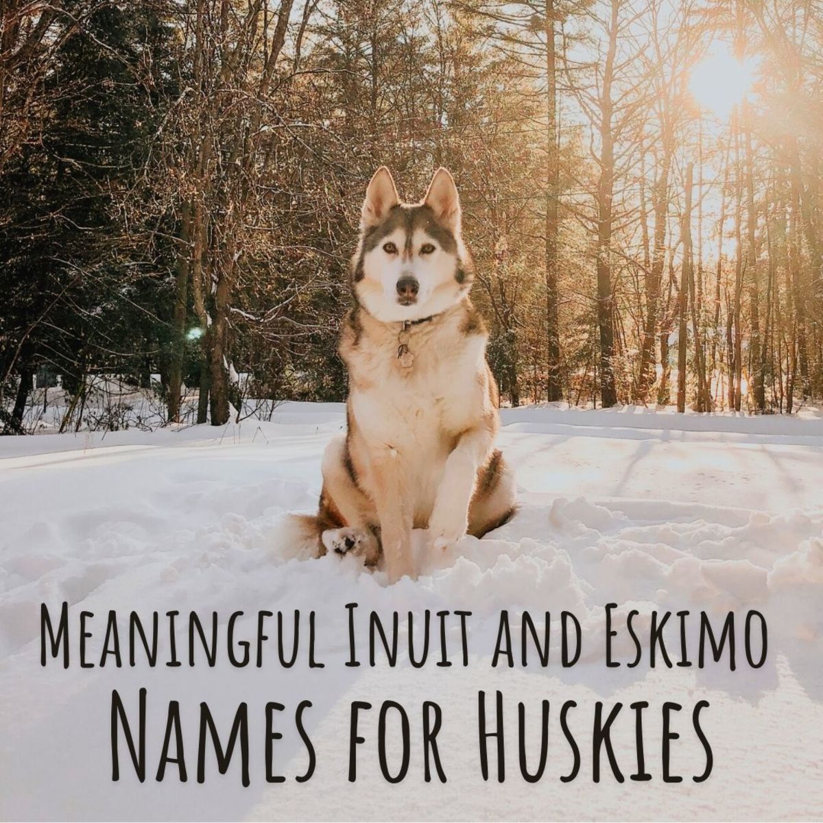 80+ Eskimo and Inuit Names for Huskies and Other Dog Breeds - PetHelpful