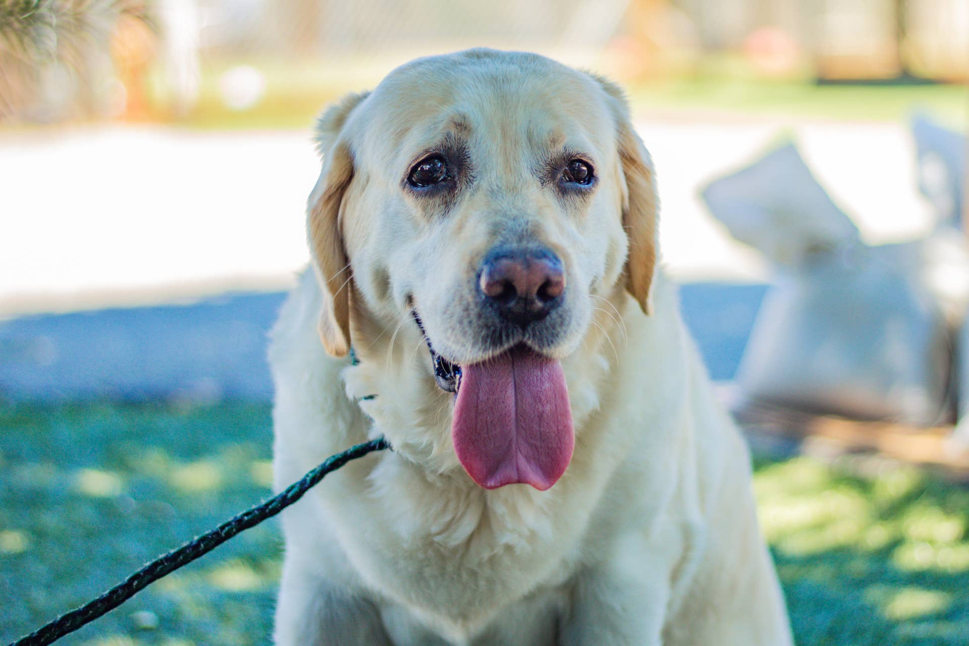 The 3 3 3 Rule: Setting Your Rescue Dog up for Success - PetHelpful