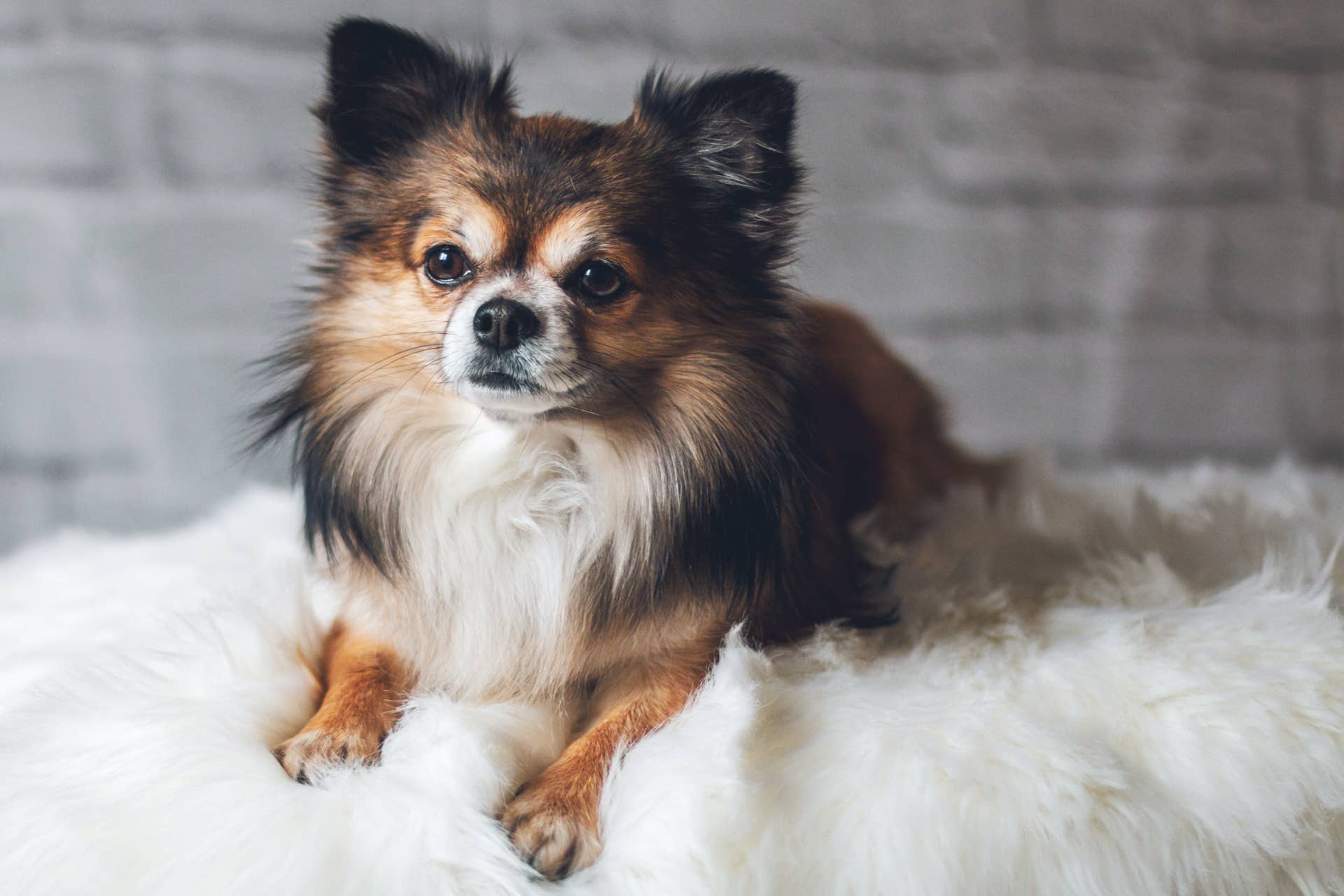 Tiny Chihuahua Waiting for a Kiss Is Stealing Hearts Everywhere - Pet News