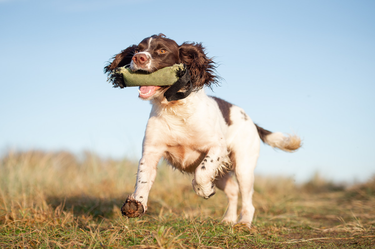 Confused Springer Spaniel Adorably Tries to Play Fetch With a Statue ...
