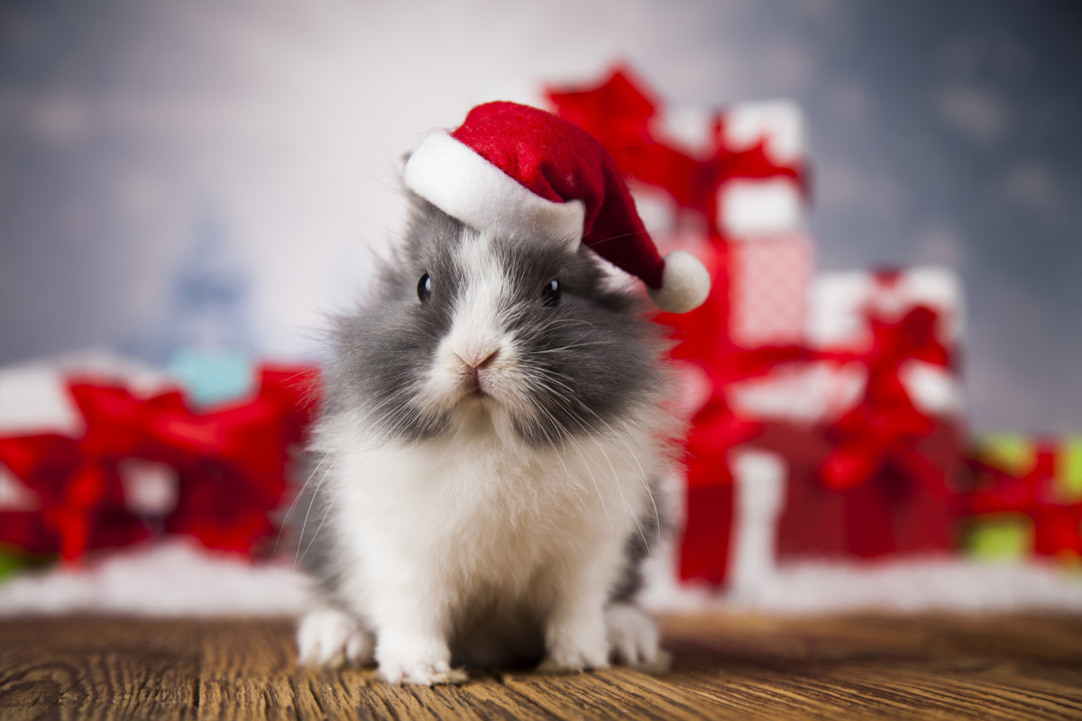 Bunny Enjoying His Own Christmas Tree Is So Sweetly Joyous - PetHelpful ...