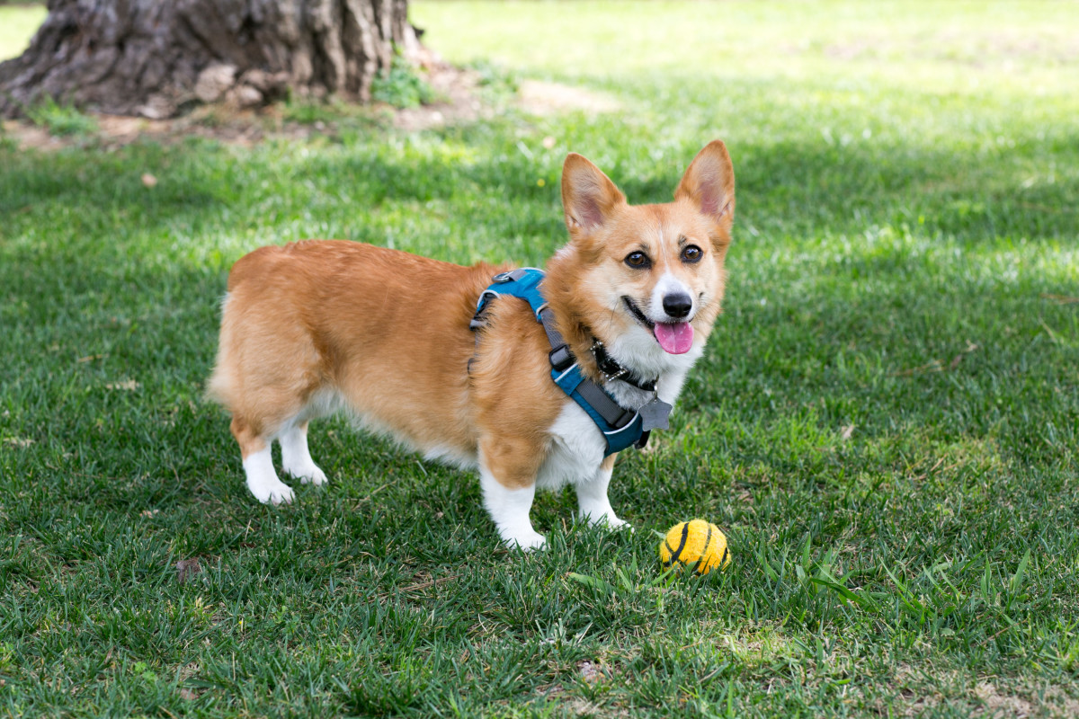 Mom's Attempt to Entertain Corgi While Working From Home Is Priceless ...