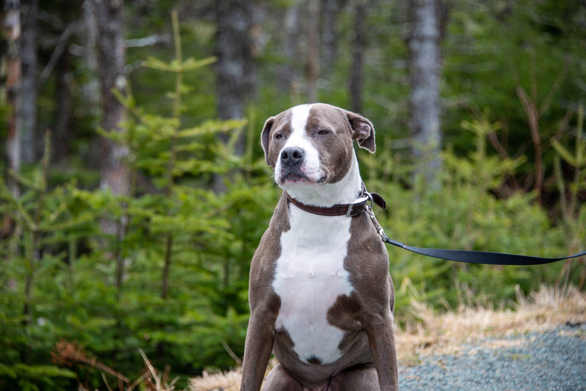 Mom's Story of Finding Missing Dog After 6 Days Has Us in Tears ...