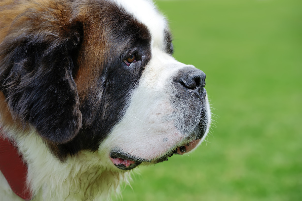 St. Bernard Boldly Steals Mom's Bowl of Cereal Like It's NBD - PetHelpful
