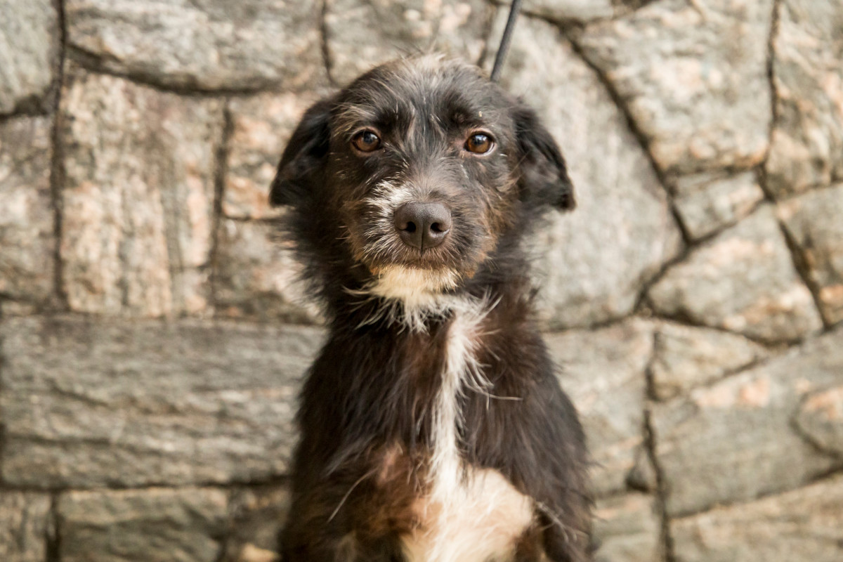 Animal Rescuer Makes Plea for Help in Reuniting Bonded Pair of Brothers ...