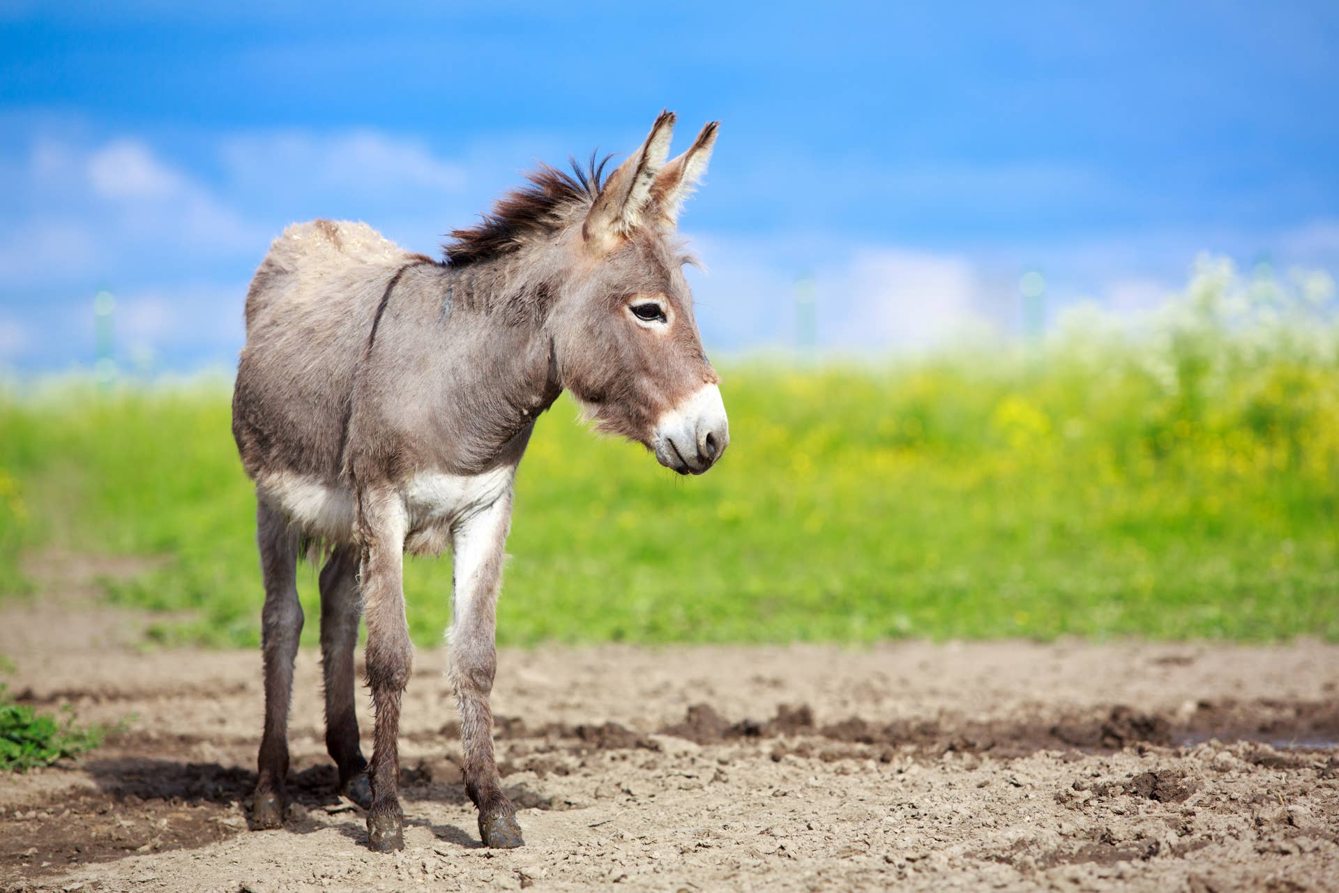 Miniature Donkey's Excitement to See Woman on Her Walks Is Too Precious ...