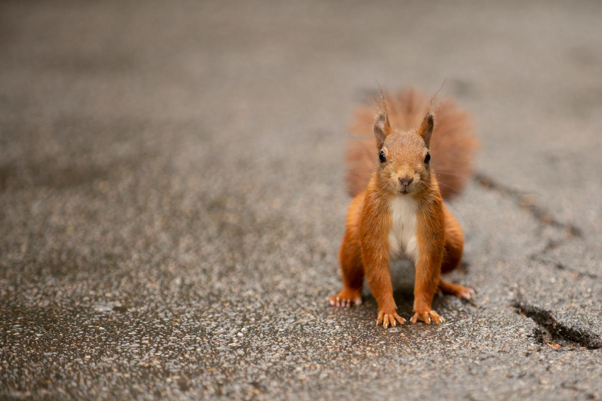 Tiny Red Squirrel's Winter Photoshoot Is the Gift That Keeps on Giving ...