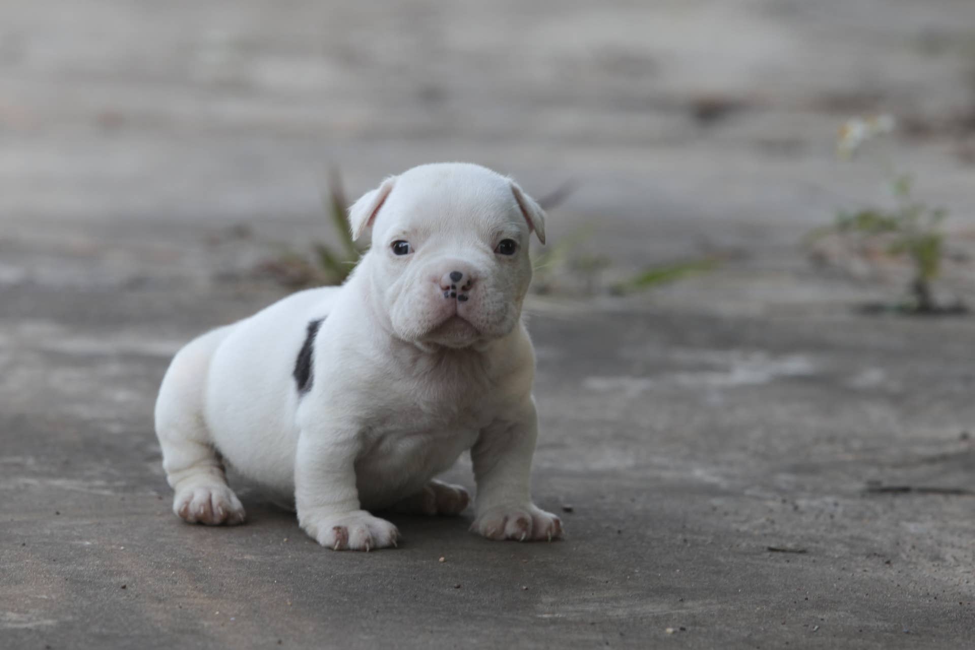 Mama Pit Bull's Love for Her One-and-Only Baby Is So Touching - PetHelpful