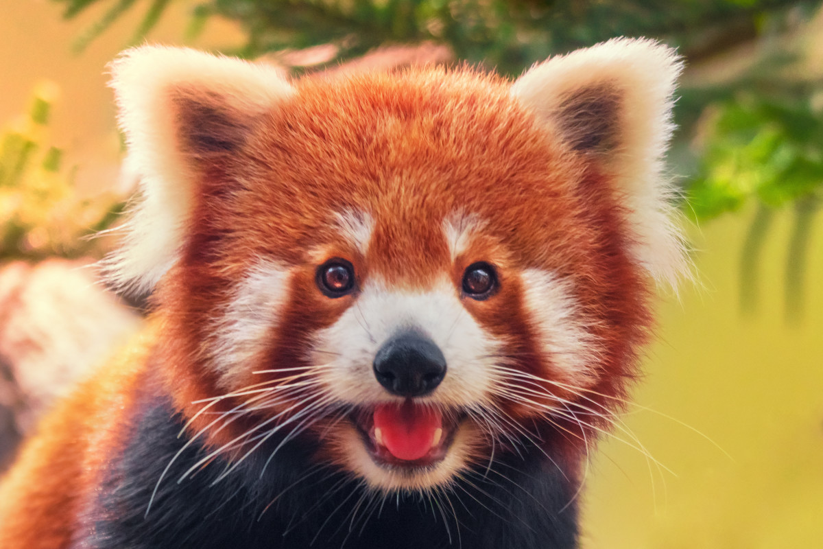 Red Panda's Gentle Way of Enjoying a Snack Is Such a Timeline Cleanse ...