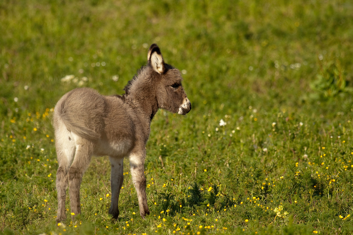 Fat Baby Donkeys