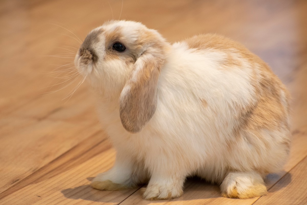 Kind People's Determination to Rescue Abandoned Rabbit Is So Moving ...