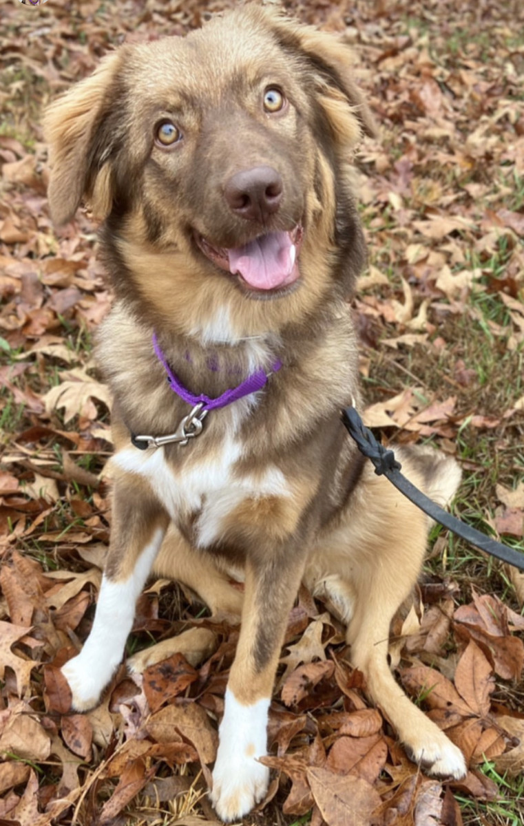 Why Is My Dog Howling All of a Sudden? - PetHelpful