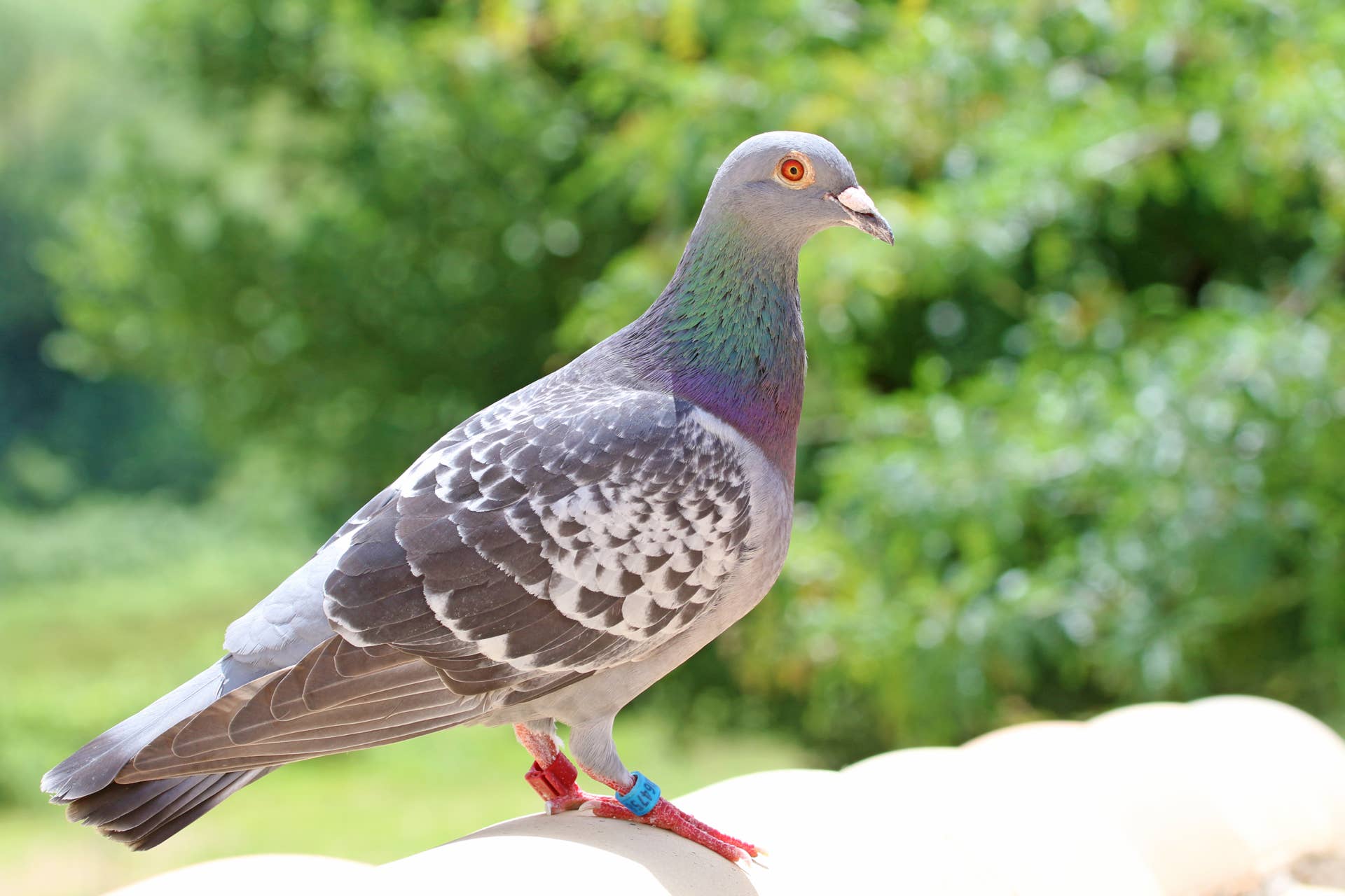Pet Pigeon Has the Funniest Way of Trying to Stop Owner From Doing ...