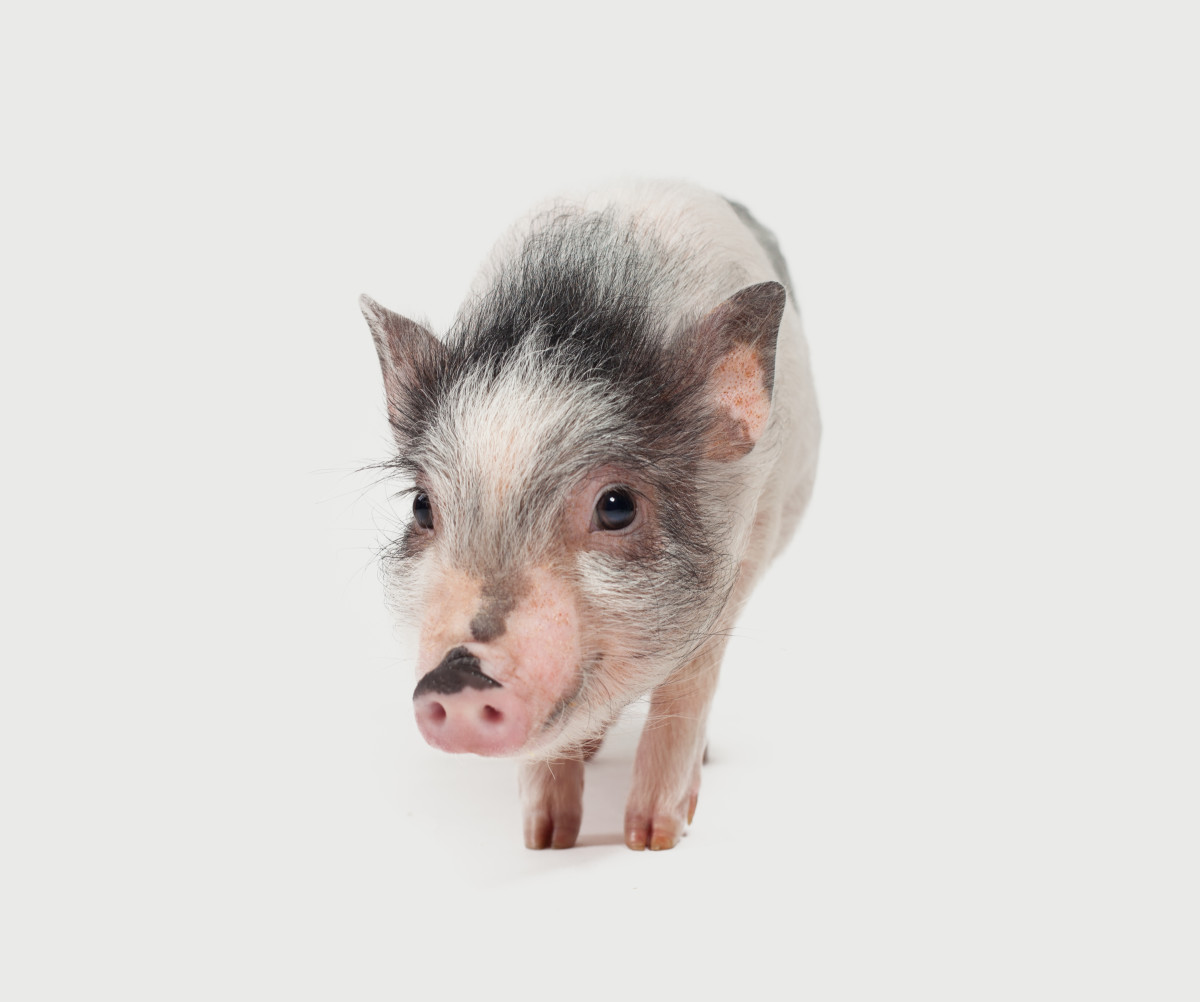 Tiny Rescue Pig Who Was the Runt of the Litter Is Stealing People's ...
