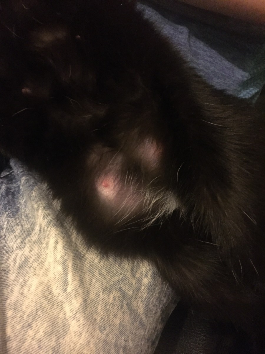 Why Does My Kitten Have a Lump on Her Belly? - PetHelpful