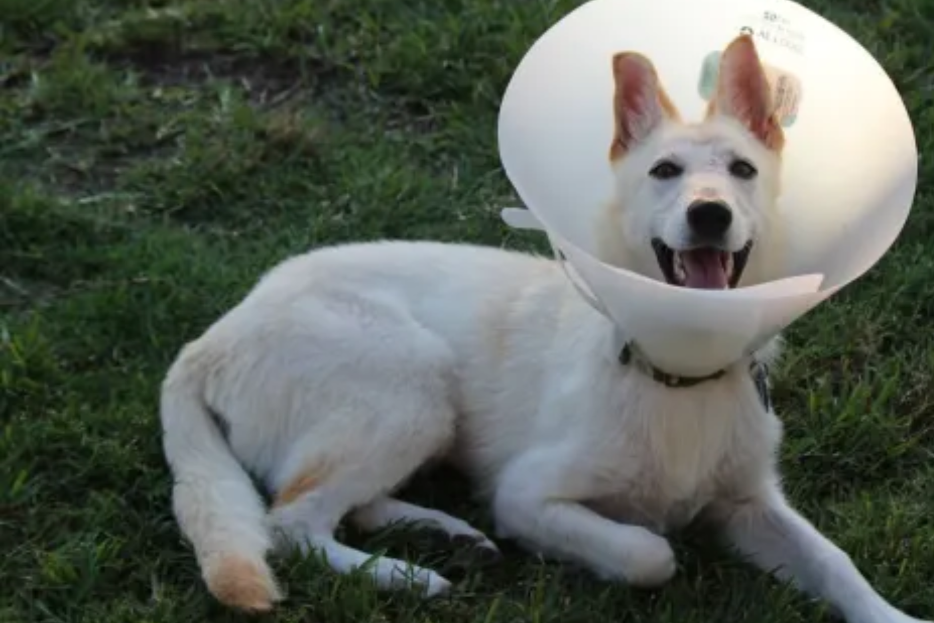 Seromas in Dogs: Causes, Prevention & Treatment (Photos) - PetHelpful