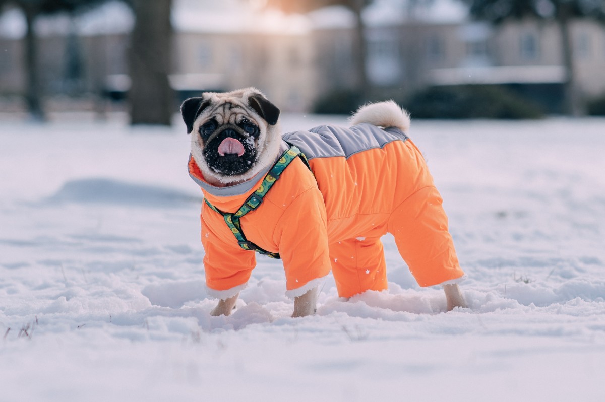 Pug All Decked Out in Ski Gear Looks Totally Ready to Shred - PetHelpful