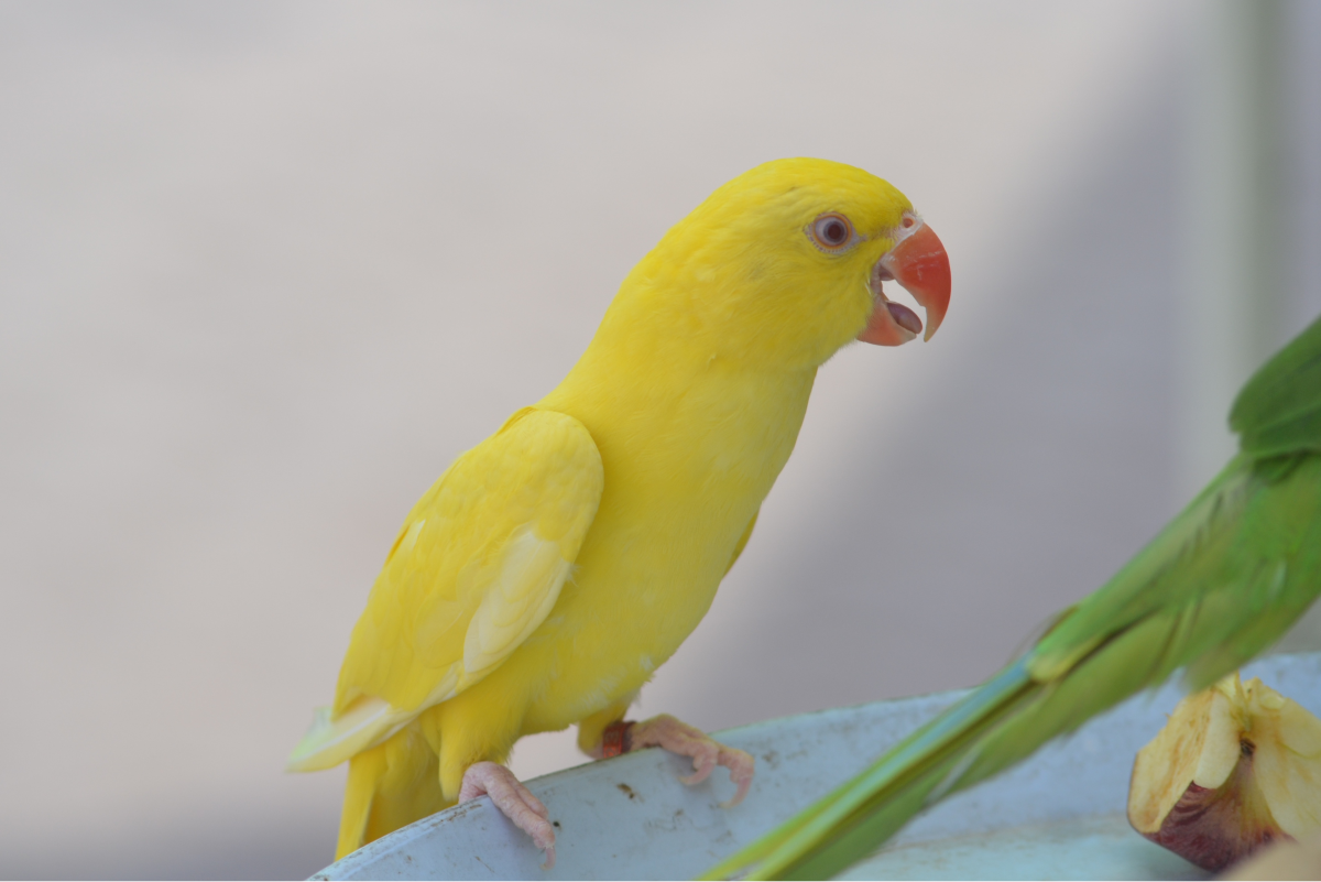 What to Do If Your Parrot Has a Broken Blood Feather - PetHelpful