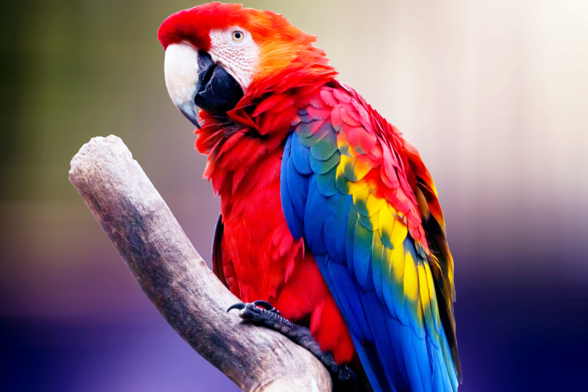 How to Maintain Your Parrot's Nails (Dremel vs. Nail Clipper) - PetHelpful