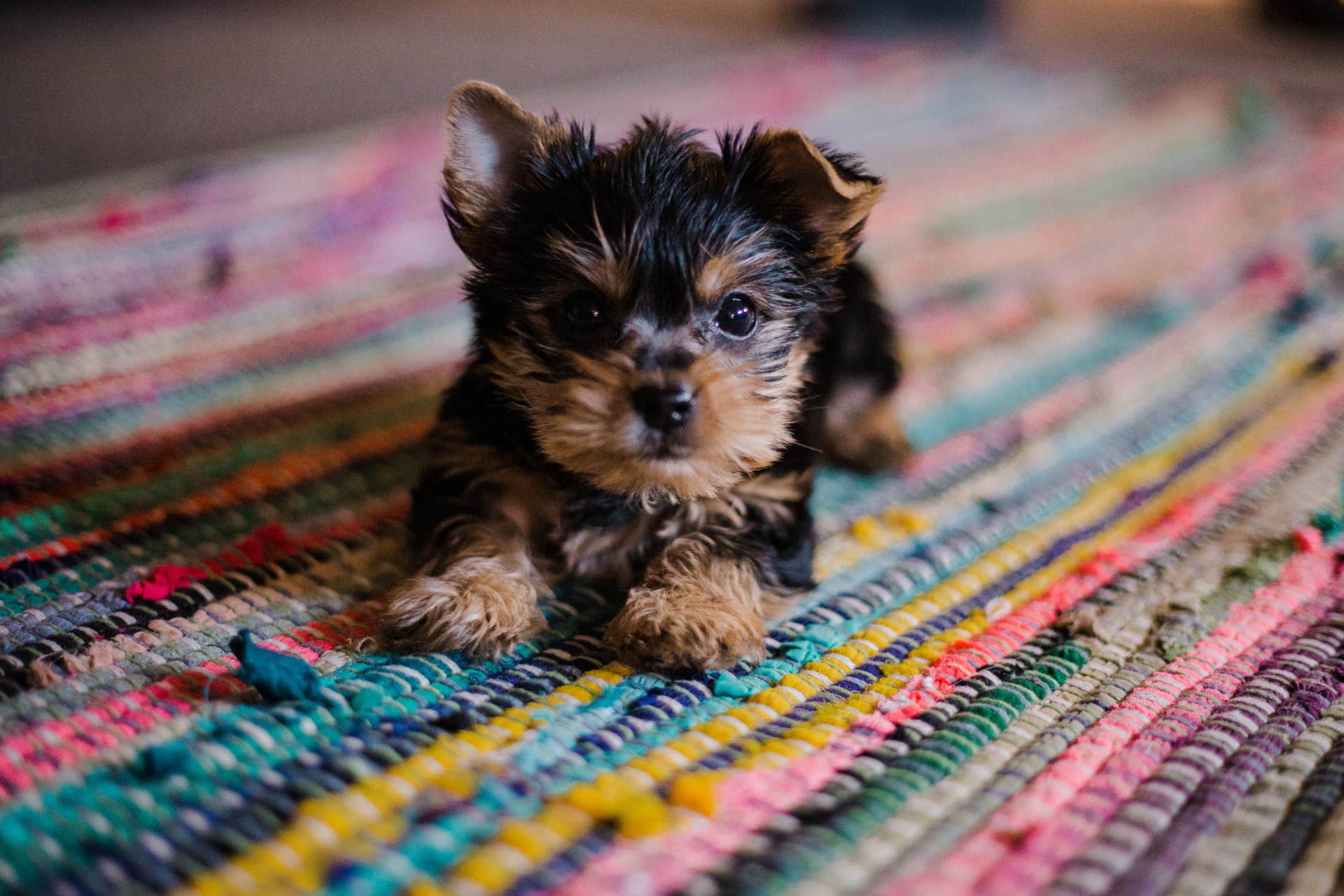 Temperament Tests for Picking a Puppy - PetHelpful