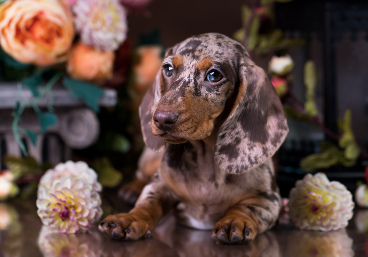 What Does Imprinting A Puppy Mean