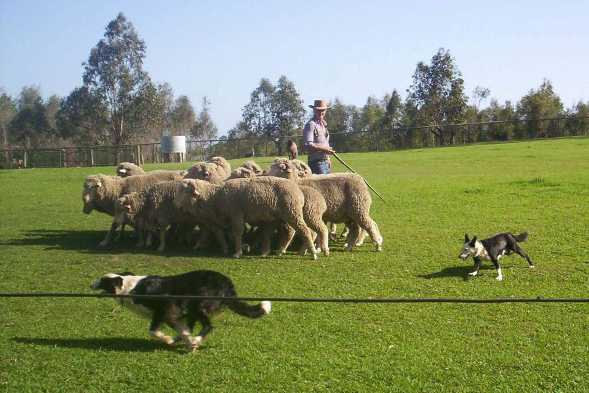 5 Good Dog Breeds for Farm Work - PetHelpful