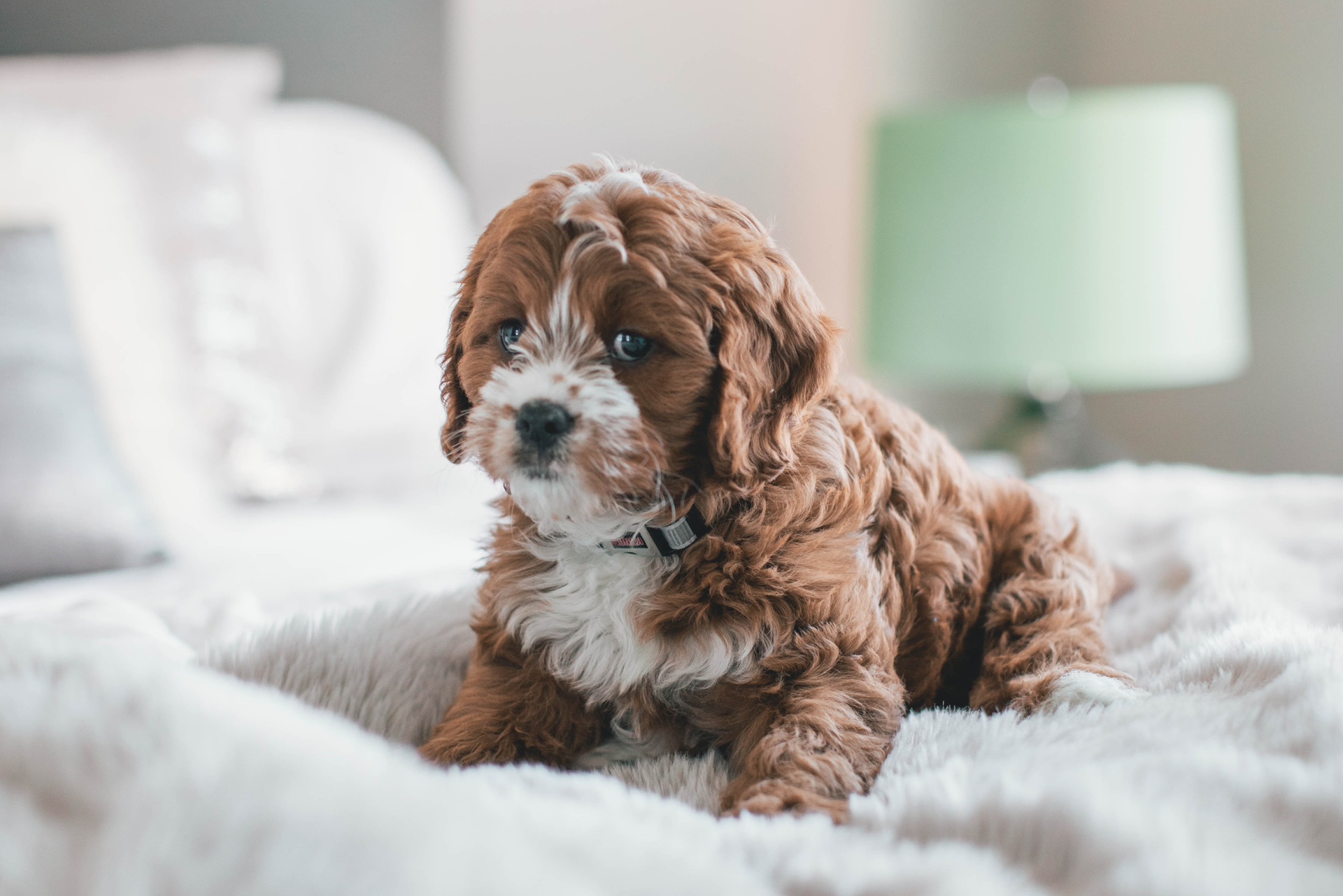 What to Do if Your Dog Has Been Shocked or Electrocuted - PetHelpful