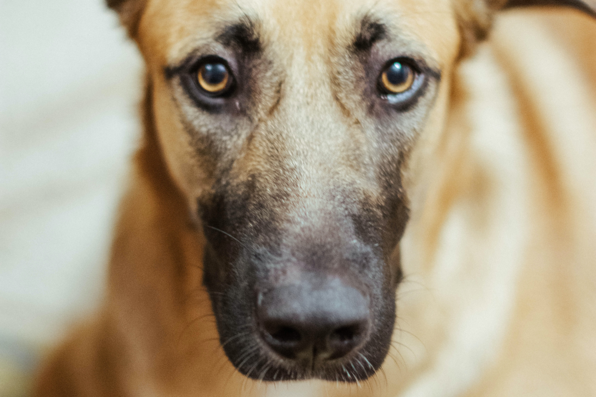 Why Hitting Dogs Is Unacceptable - PetHelpful