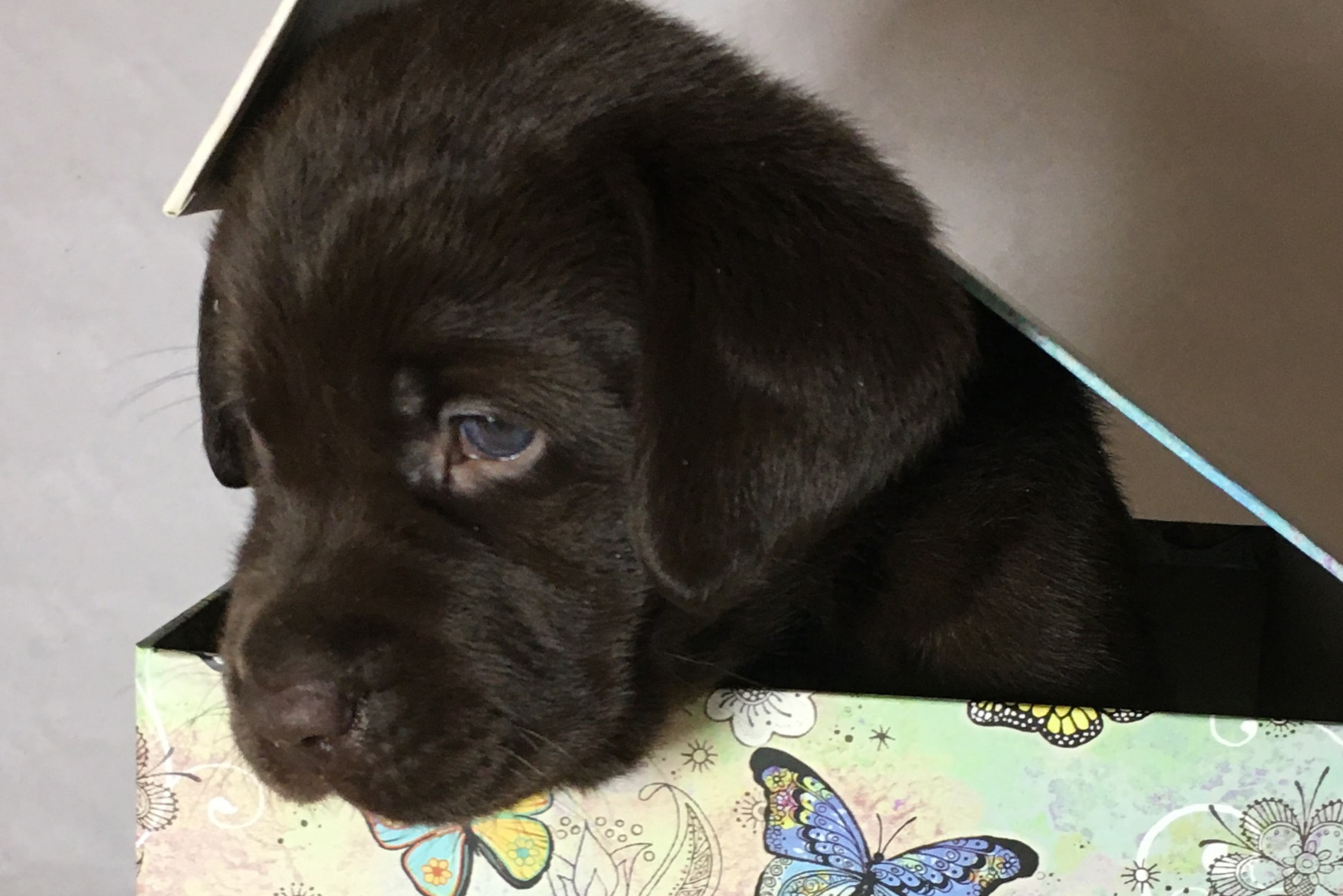Are American Staffordshire Terrier/Lab Mixes Good Pets? - PetHelpful