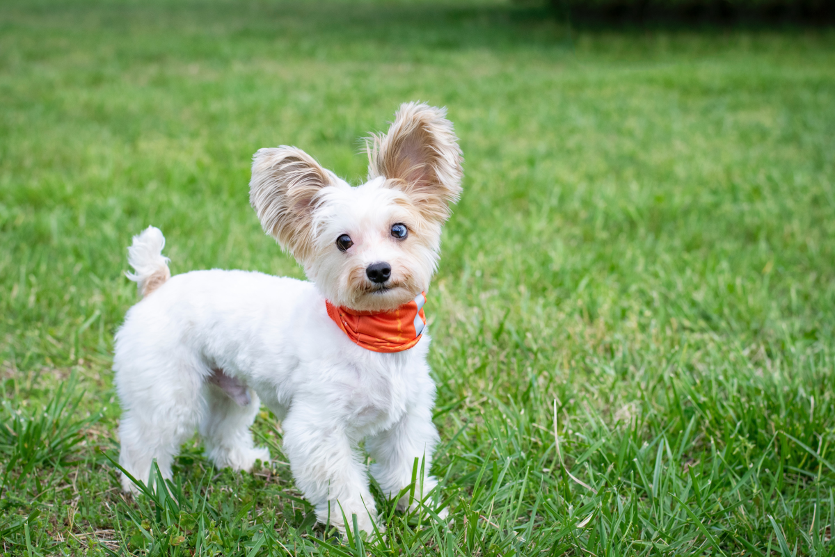 40+ Macho Dog Names for Male Chihuahuas, Maltese, and Other Tiny Dogs ...
