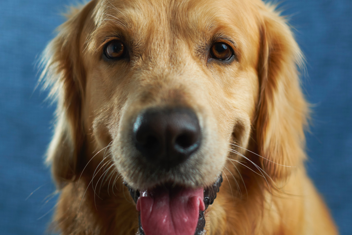 The Advantages and Disadvantages of Having a Dog - PetHelpful