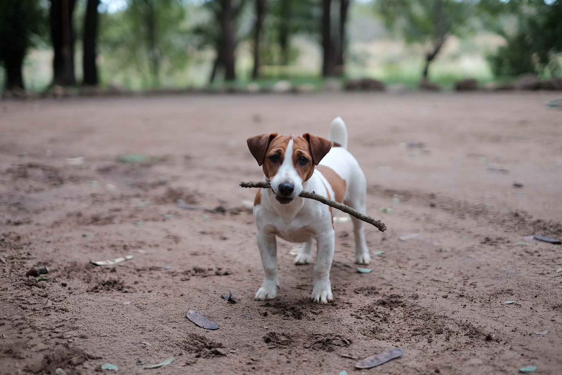 7 Common Jack Russell Problem Behaviors and How to Fix Them - PetHelpful