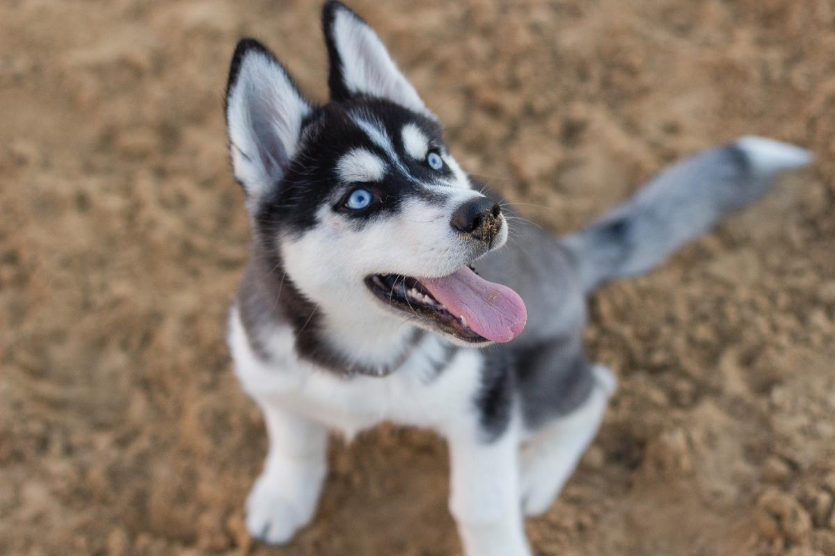 80+ Eskimo and Inuit Names for Huskies and Other Dog Breeds - PetHelpful