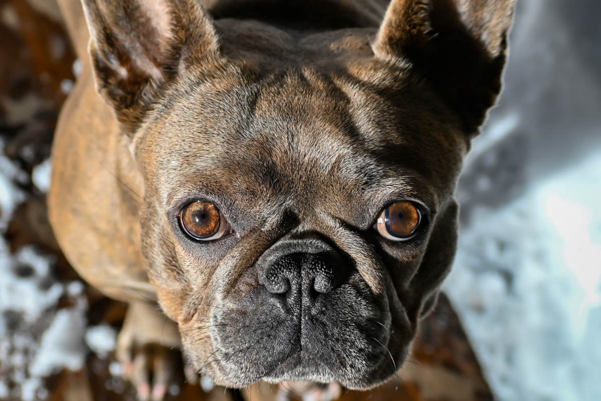 What Causes Dilated or Enlarged Pupils in Dogs? - PetHelpful
