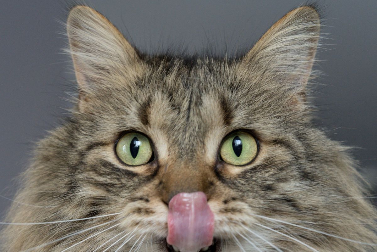 12 Reasons Your Cat Is Drooling Too Much and How to Treat at Home ...