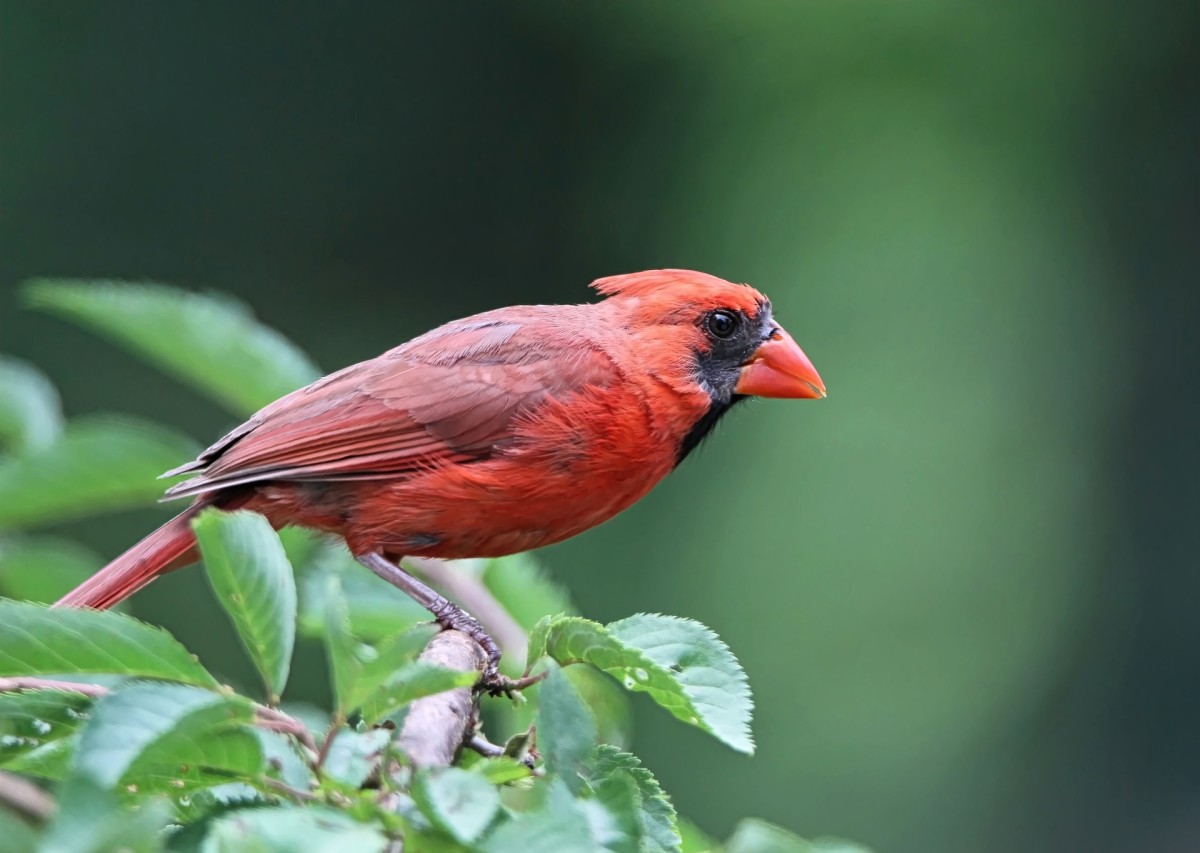 Kindhearted Man Rescues and Releases Cardinal After It Fell and Injured ...