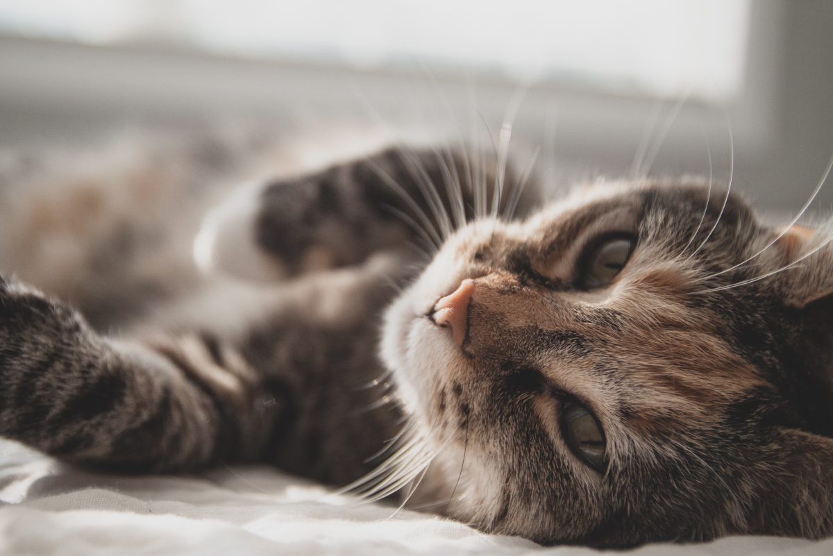 How to Identify, Treat, and Prevent Tapeworms in Cats - PetHelpful