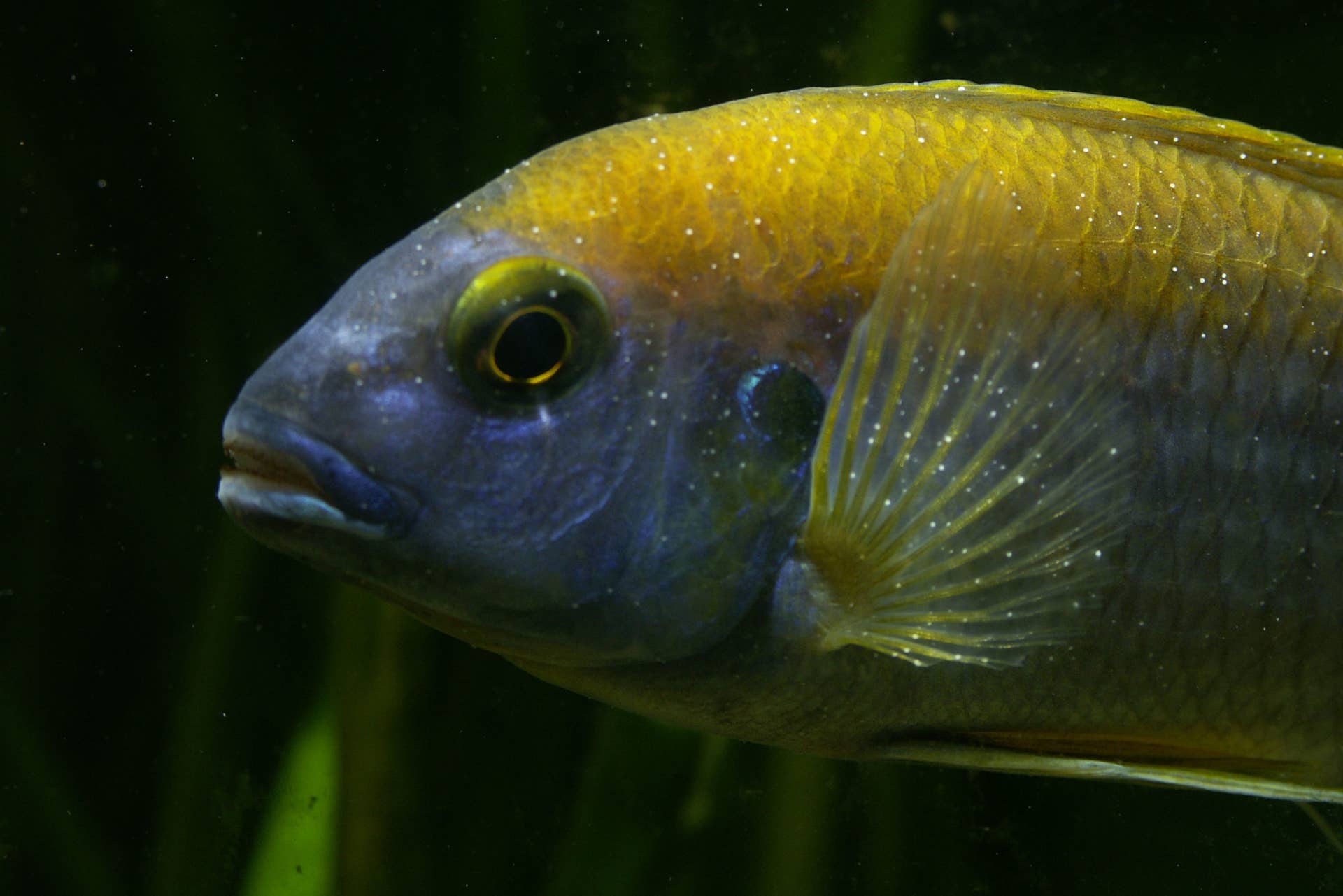 The Signs of Ich and Other Common Freshwater Fish Diseases - PetHelpful
