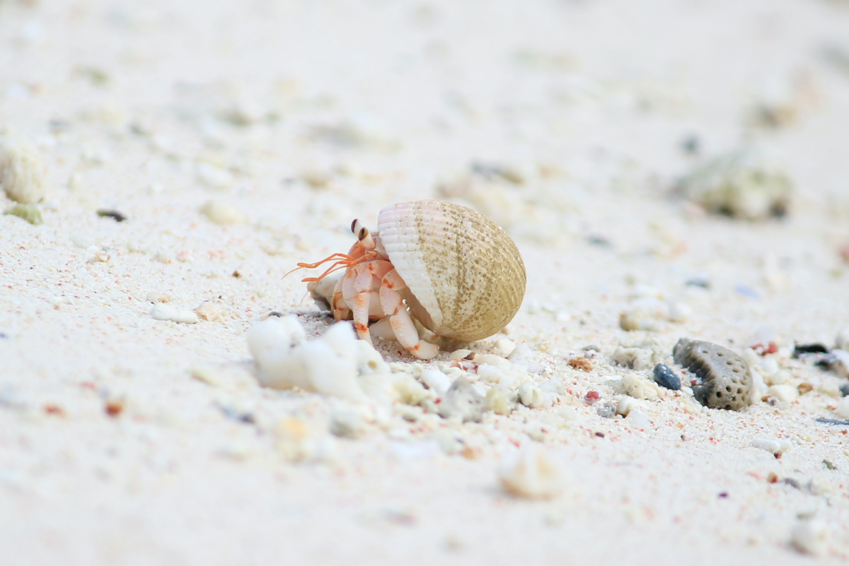 6 Common Pet Hermit Crab Species: Identification Guide - PetHelpful