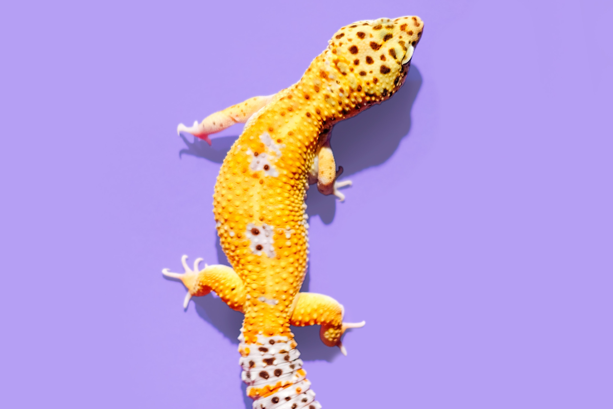 The Advantages of Housing Leopard Geckos in Tubs - PetHelpful