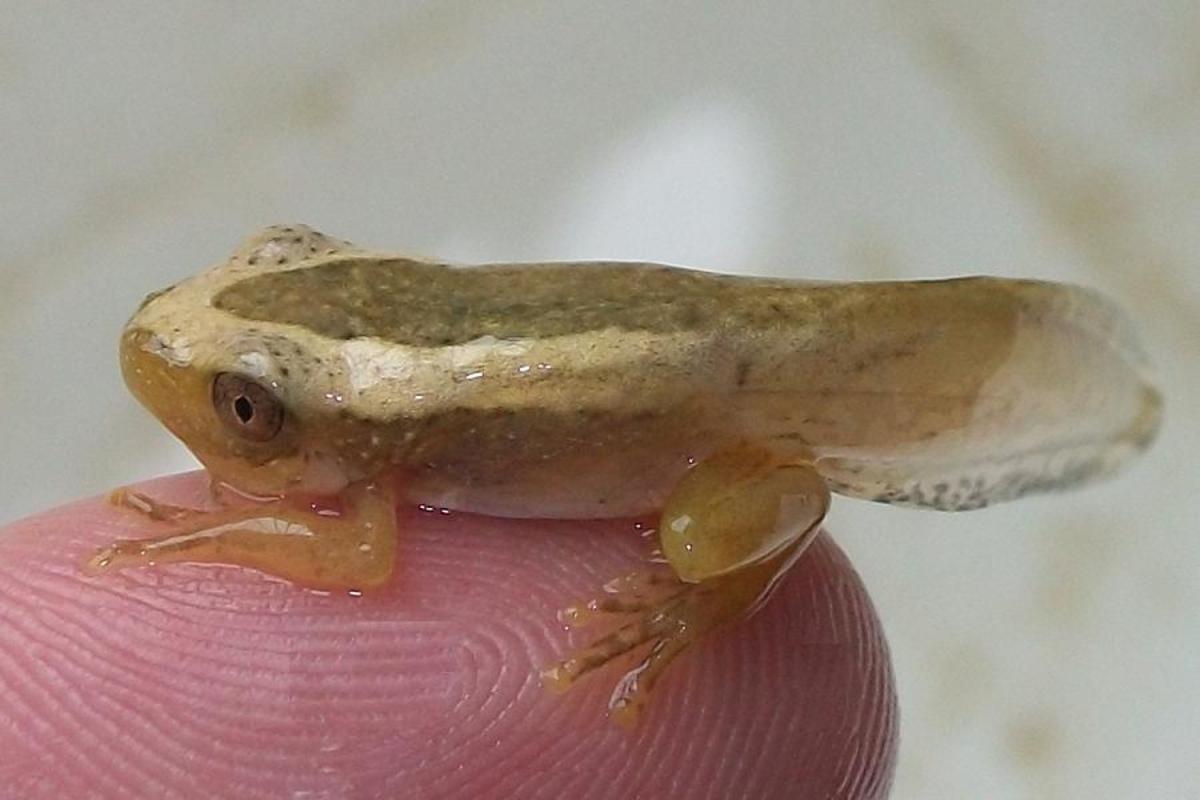 Caring for Tadpoles From Egg to Froglet - PetHelpful