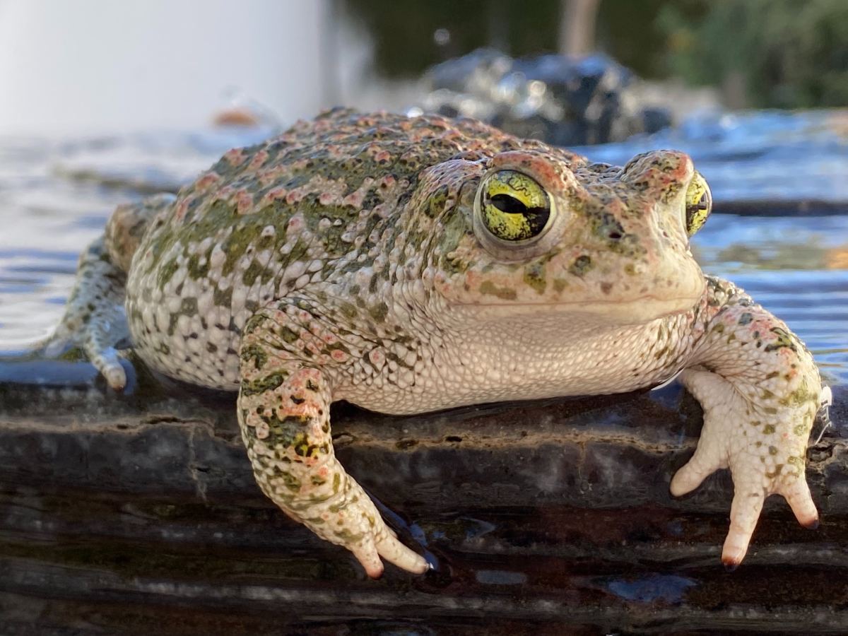 How to Keep a Wild Toad as a Pet - PetHelpful